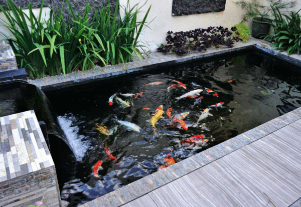 Click A Koi: Buy Koi Fish Online | Expert Koi Fish Professionals