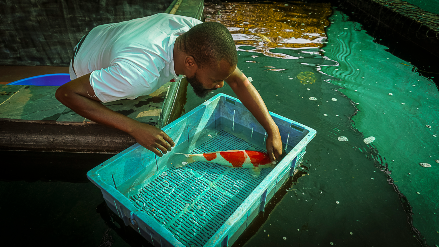 Click A Koi: Buy Koi Fish Online | Expert Koi Fish Professionals