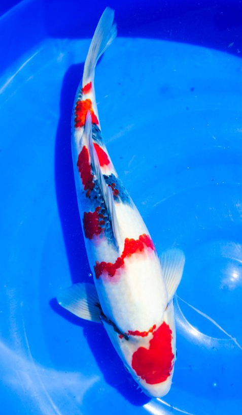 Click A Koi: Buy Koi Fish Online | Expert Koi Fish Professionals