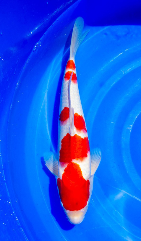 Elite Koi | Click A Koi: Buy Koi Online | Expert Koi Retailer