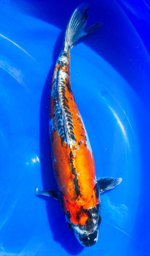 Elite Koi | Click A Koi: Buy Koi Online | Expert Koi Retailer