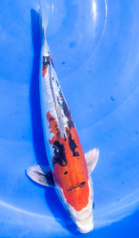 Elite Koi | Click A Koi: Buy Koi Online | Expert Koi Retailer