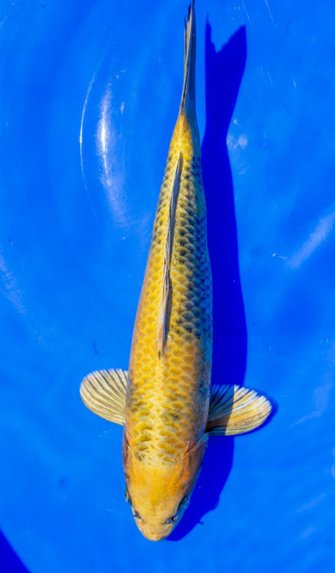 Elite Koi | Click A Koi: Buy Koi Online | Expert Koi Retailer