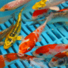 Click A Koi: Buy Koi Fish Online | Expert Koi Fish Professionals